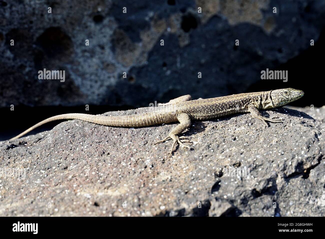 Madeiran wall lizard, Madeira-Eidechse, Madeira-Mauereidechse, Teira ...