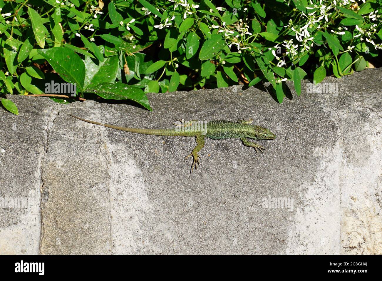Madeiran wall lizard hi-res stock photography and images - Alamy