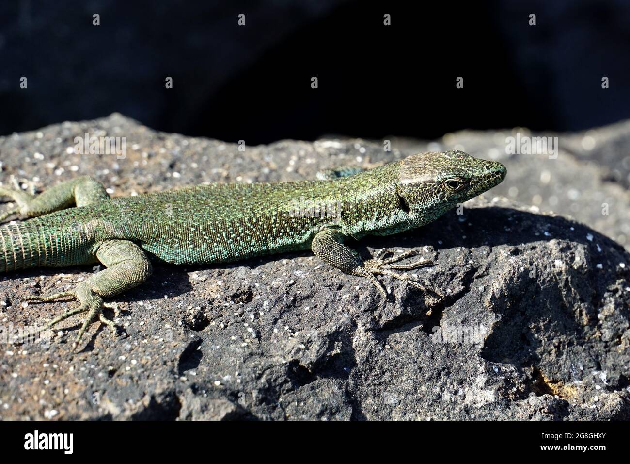 Madeiran wall lizard hi-res stock photography and images - Alamy