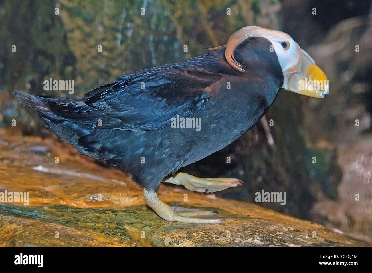 Tufted Puffin, Fratercula cirrhata portrait Stock Photo - Alamy