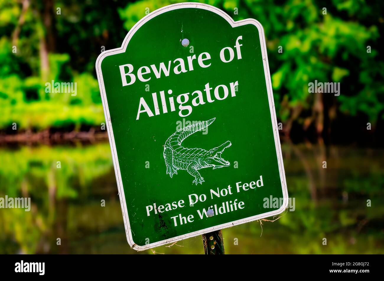 A Beware of Alligator sign stands alongside the lake at Langan Park ...