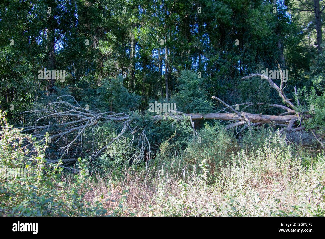 A giant dead tree has fallen in the forest Stock Photo - Alamy