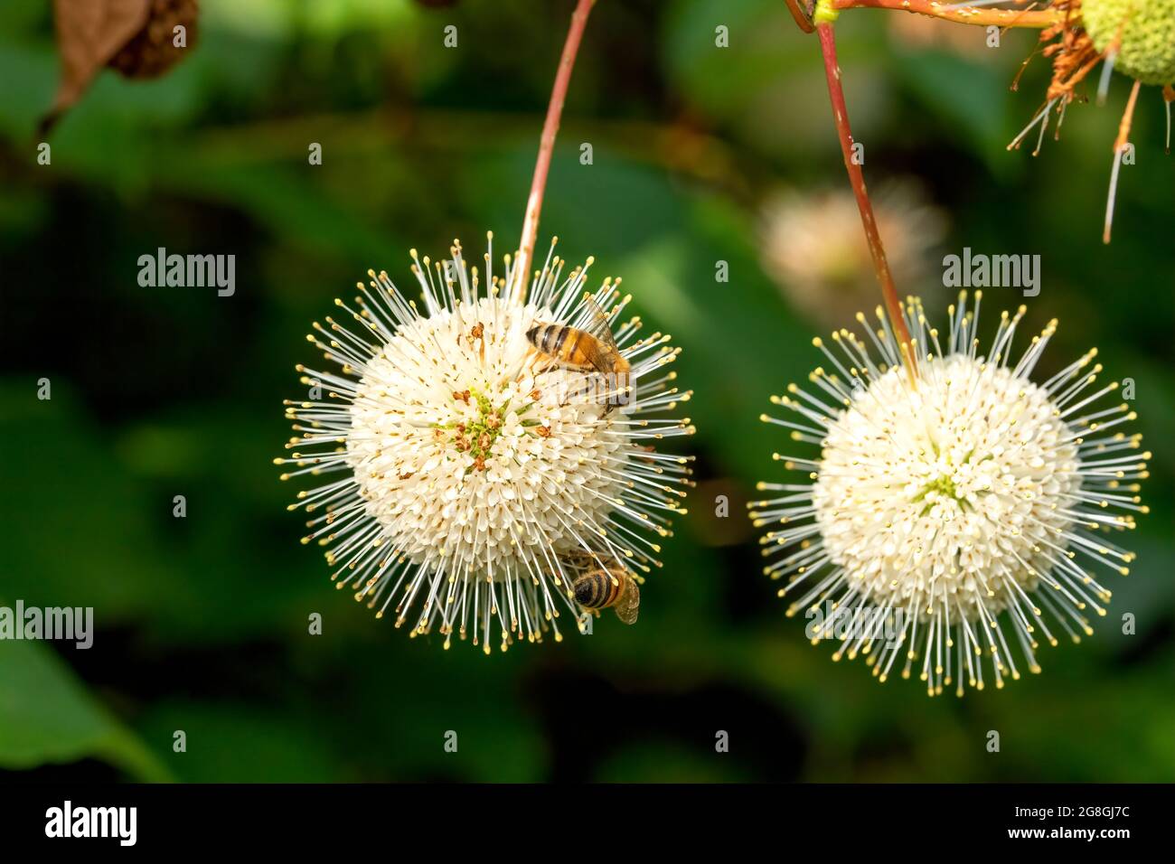Buttonbush hi-res stock photography and images - Alamy