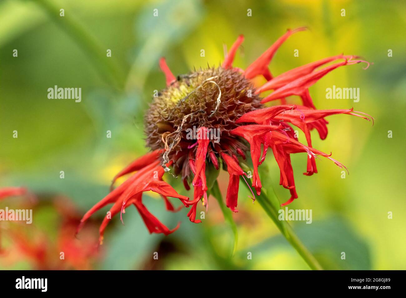 Native bee habitat hi-res stock photography and images - Alamy
