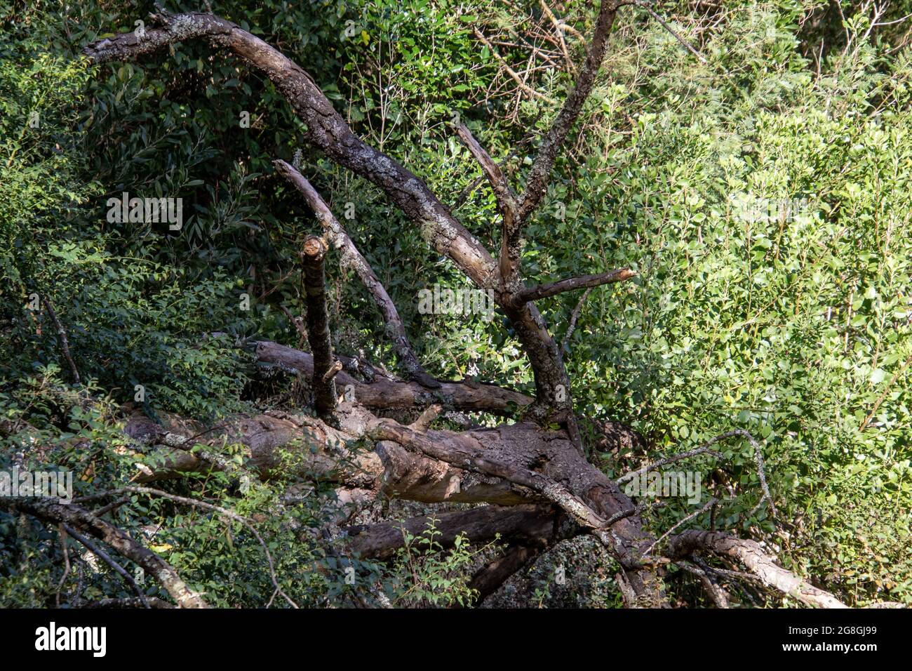 Widow maker tree hi-res stock photography and images - Alamy
