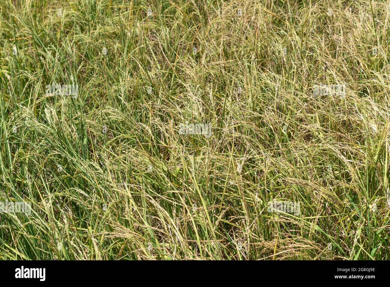 rice farm green paddy field nature background texture Stock Photo - Alamy