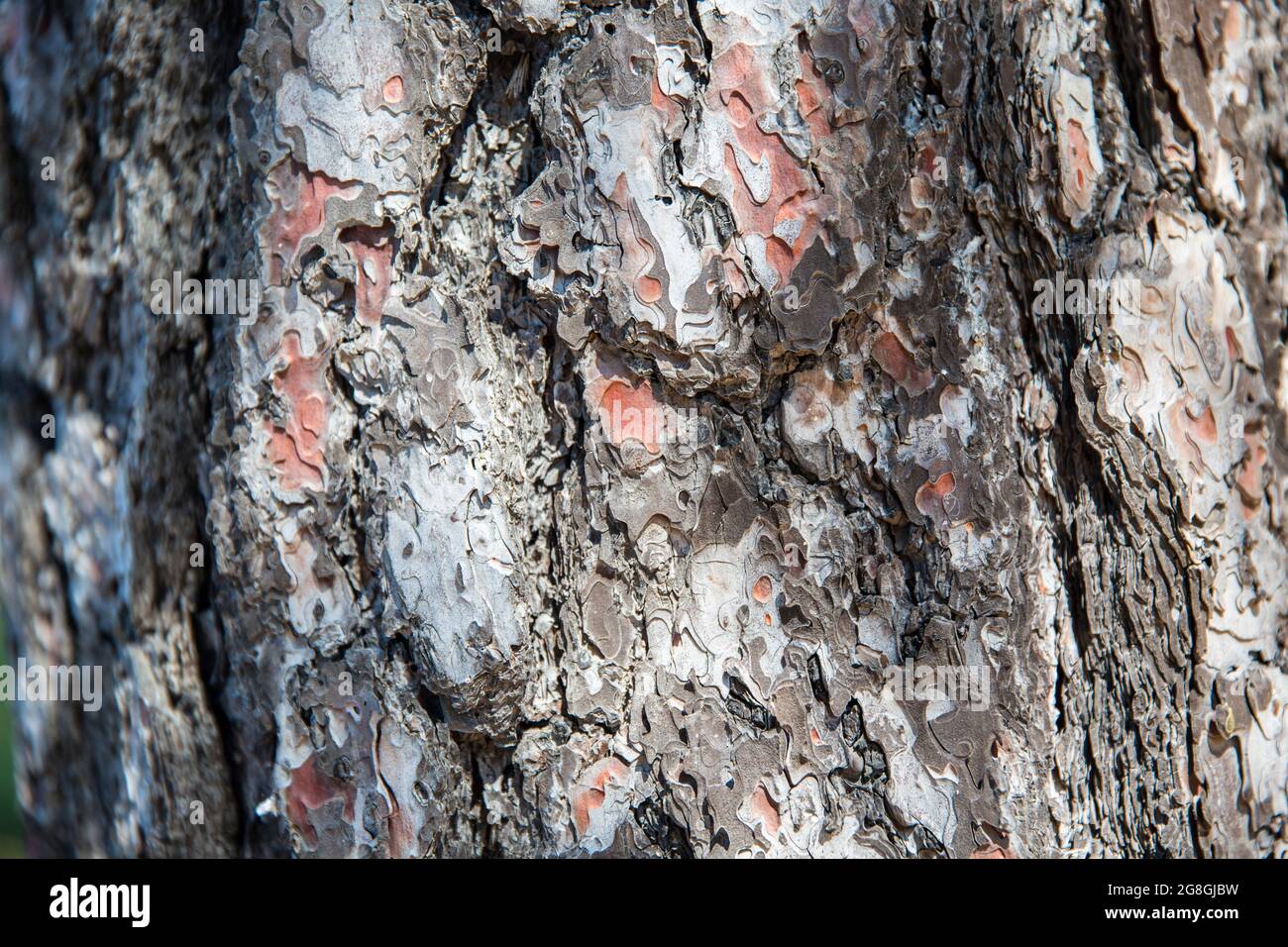 Tree Body Texture, Pine Tree Tree, Forest Stock Photo - Alamy