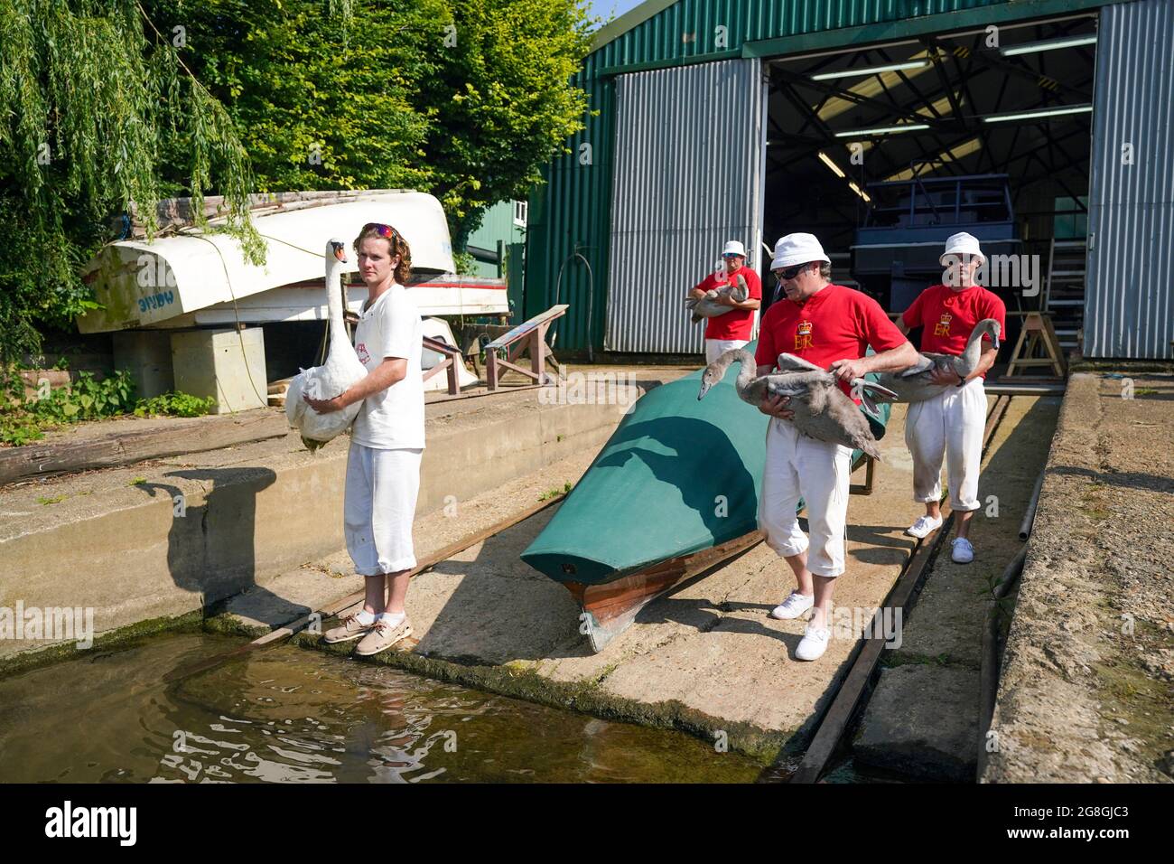 Swan Uppers release a swan and its cygnets, during the ancient ...