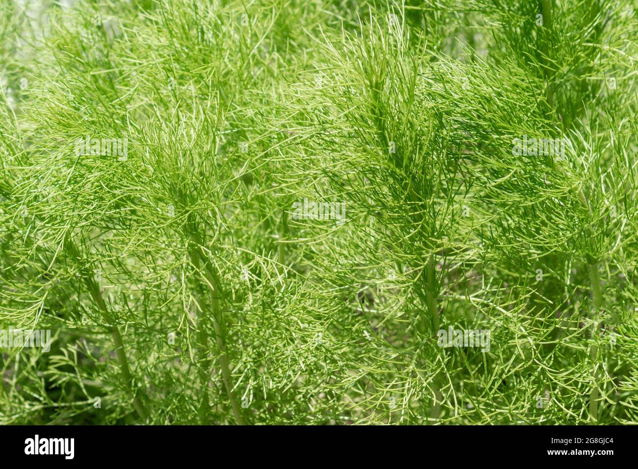 green plant tree background texture Stock Photo - Alamy