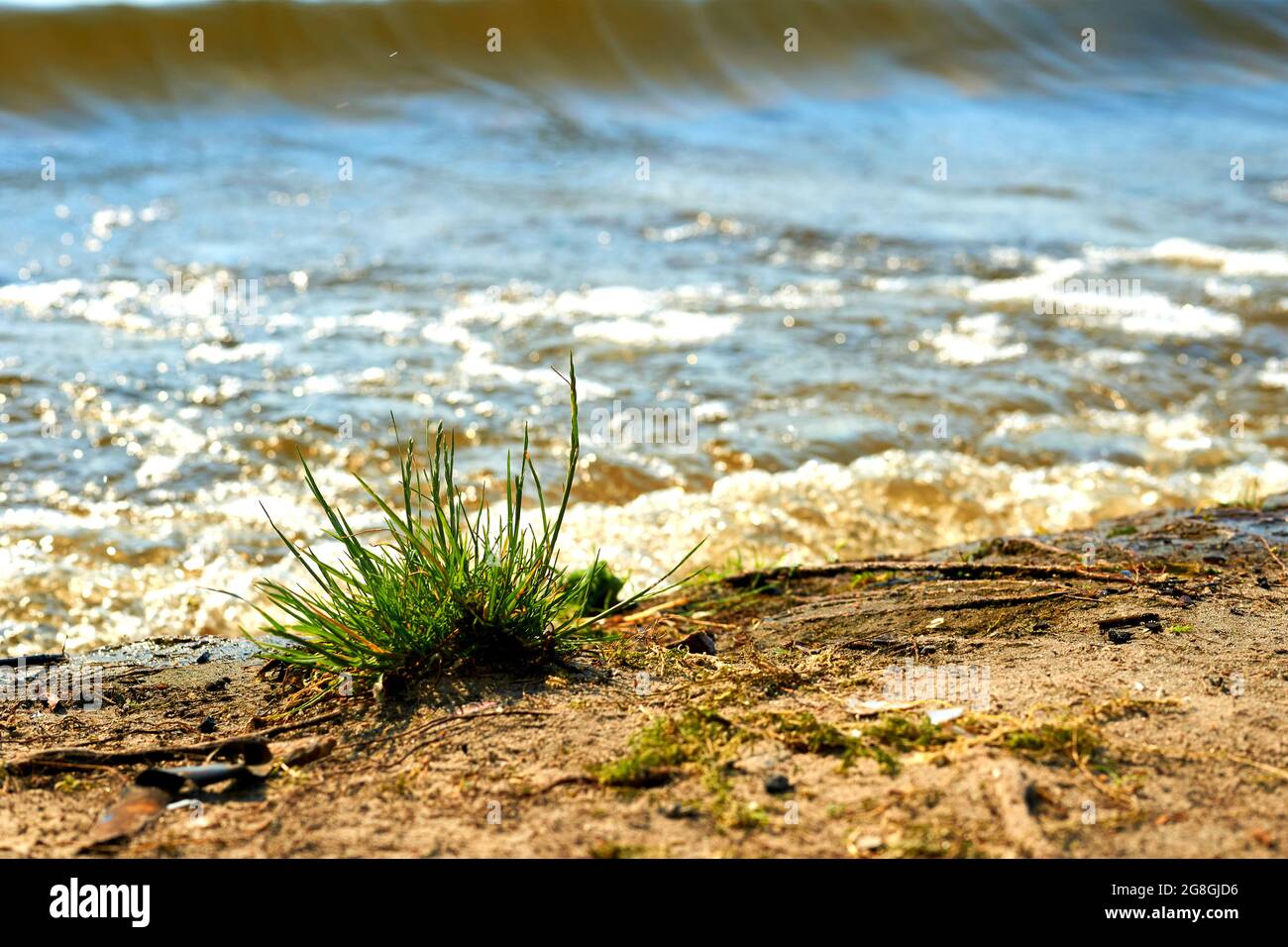 Grass bush, sandy beach and blue wave Stock Photo - Alamy