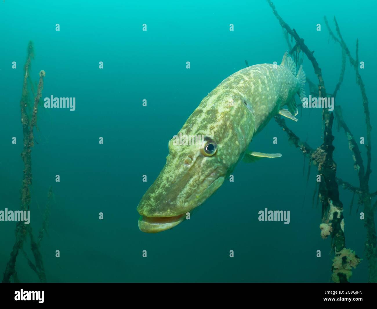 European pike between an underwater forest , Esox lucius , Thüringen ...