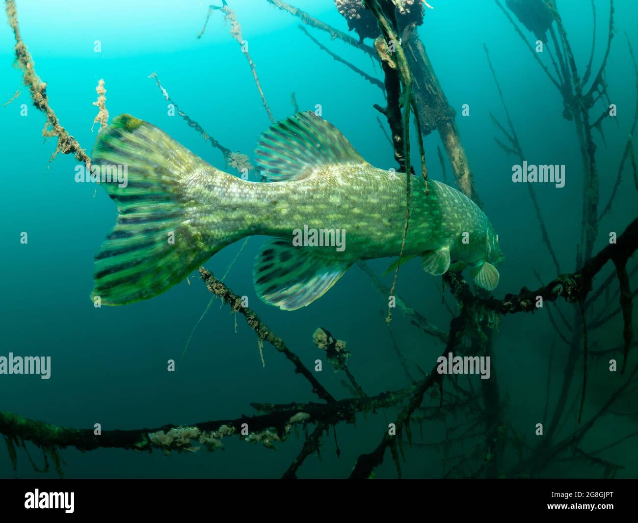 European pike between an underwater forest , Pike from the back view ...
