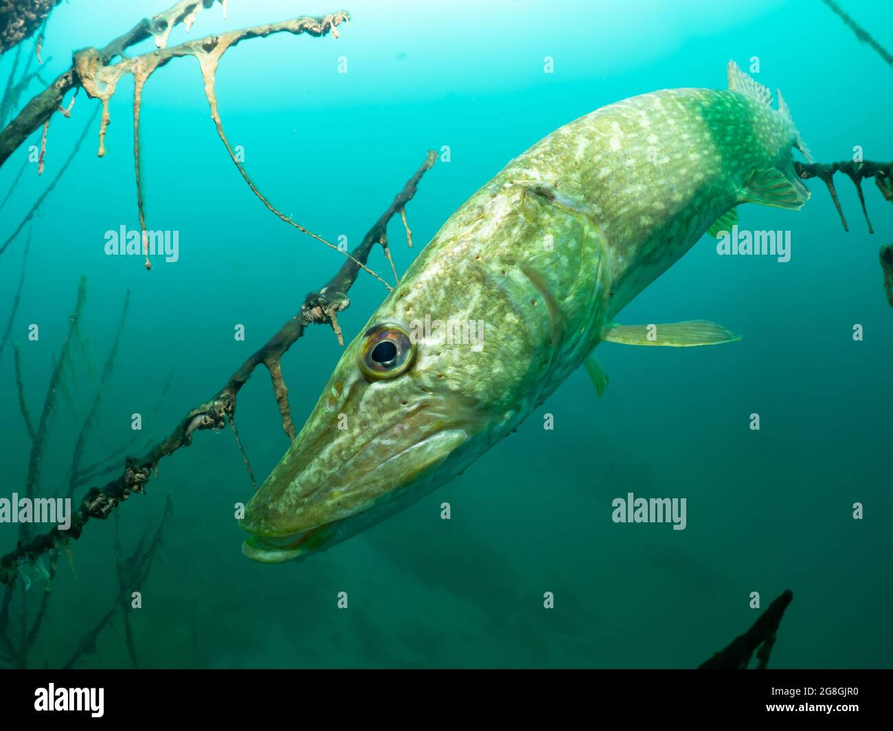 European pike between an underwater forest , Esox lucius , Thüringen ...