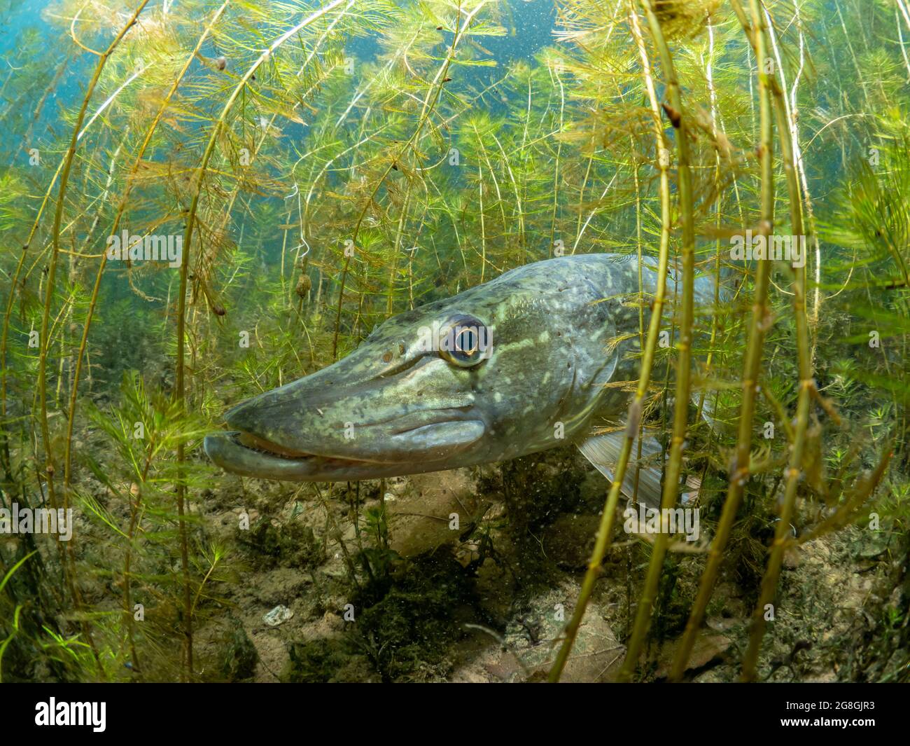 European pike hiding between water plants, Esox lucius, Thüringen ...