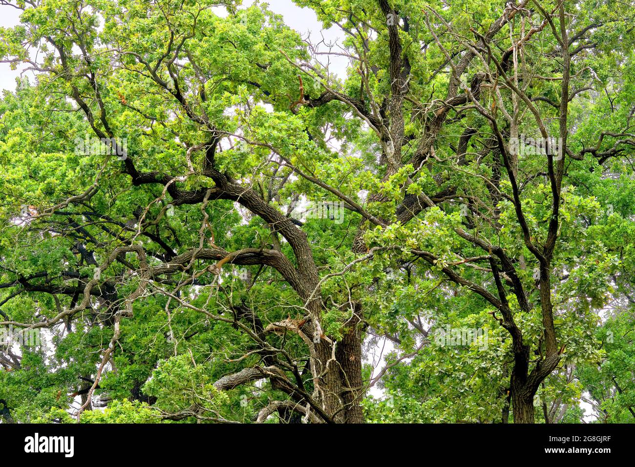 Mature spreading oak tree hi-res stock photography and images - Alamy