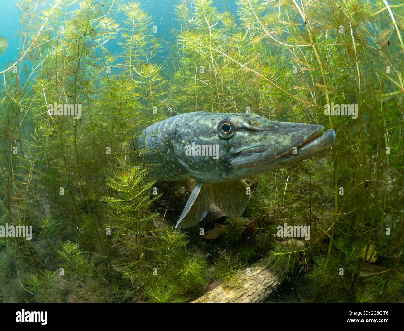 European pike hiding between water plants, Esox lucius, Thüringen ...