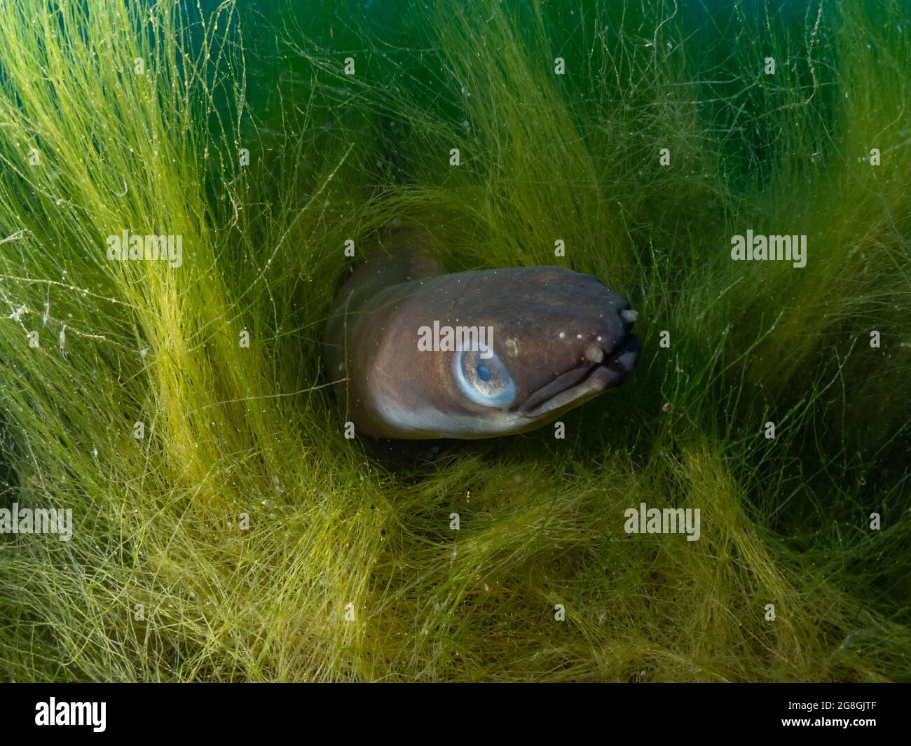 Freshwater eels hi-res stock photography and images - Alamy
