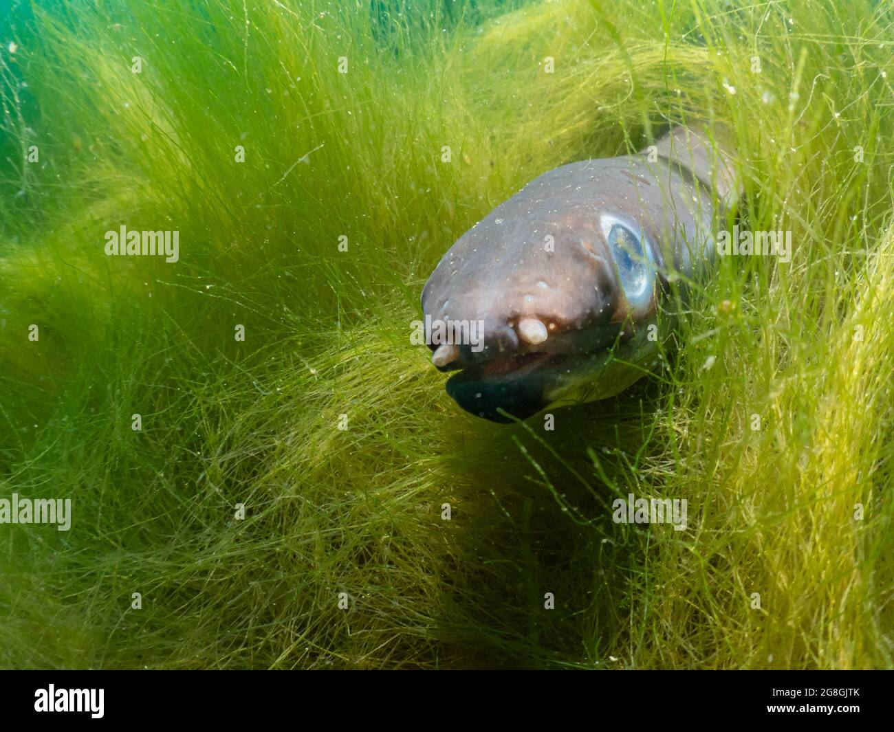 Eel like freshwater fish hi-res stock photography and images - Alamy
