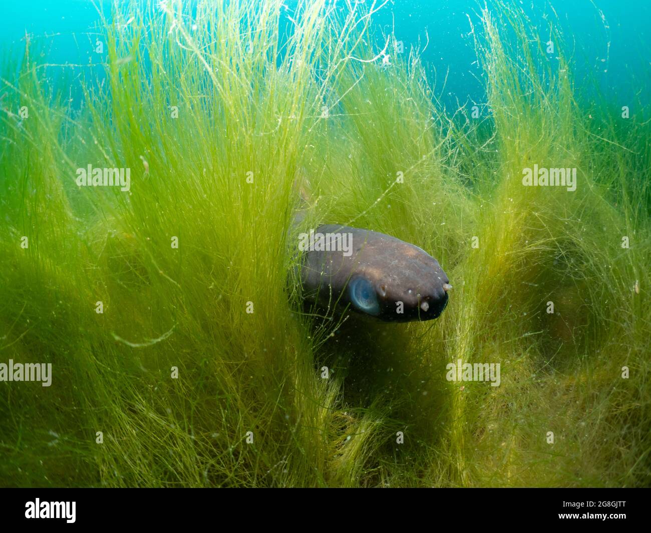 Eel like freshwater fish hi-res stock photography and images - Alamy