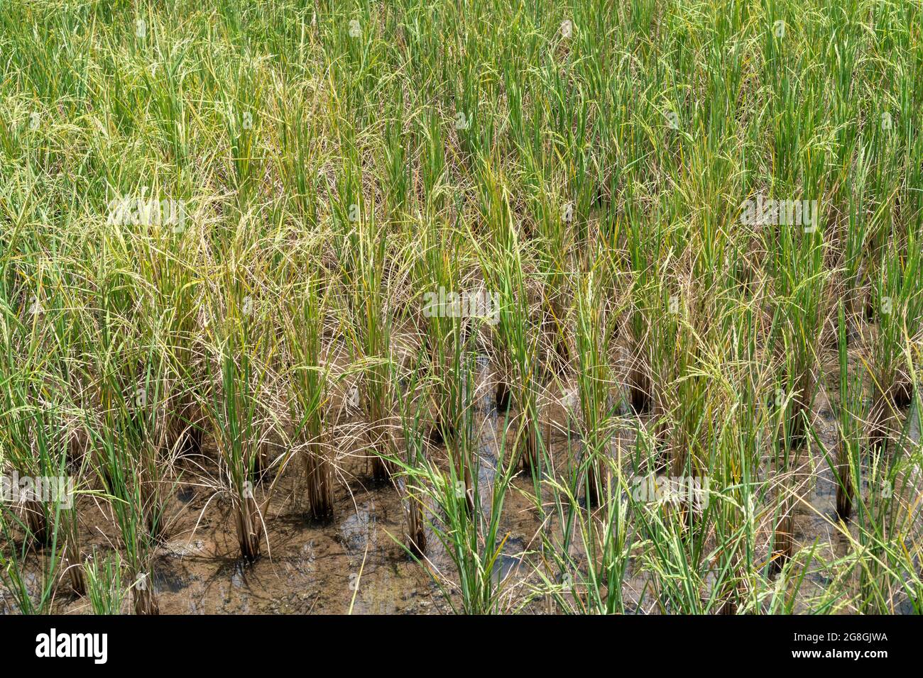rice farm green paddy field nature background texture Stock Photo - Alamy