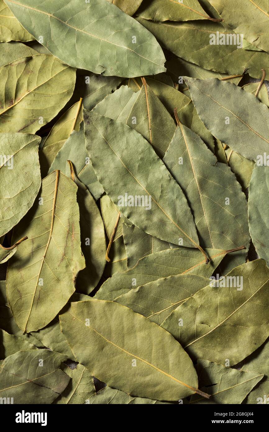 Healthy Organic Raw Bay Leaves in a Bunch Stock Photo - Alamy