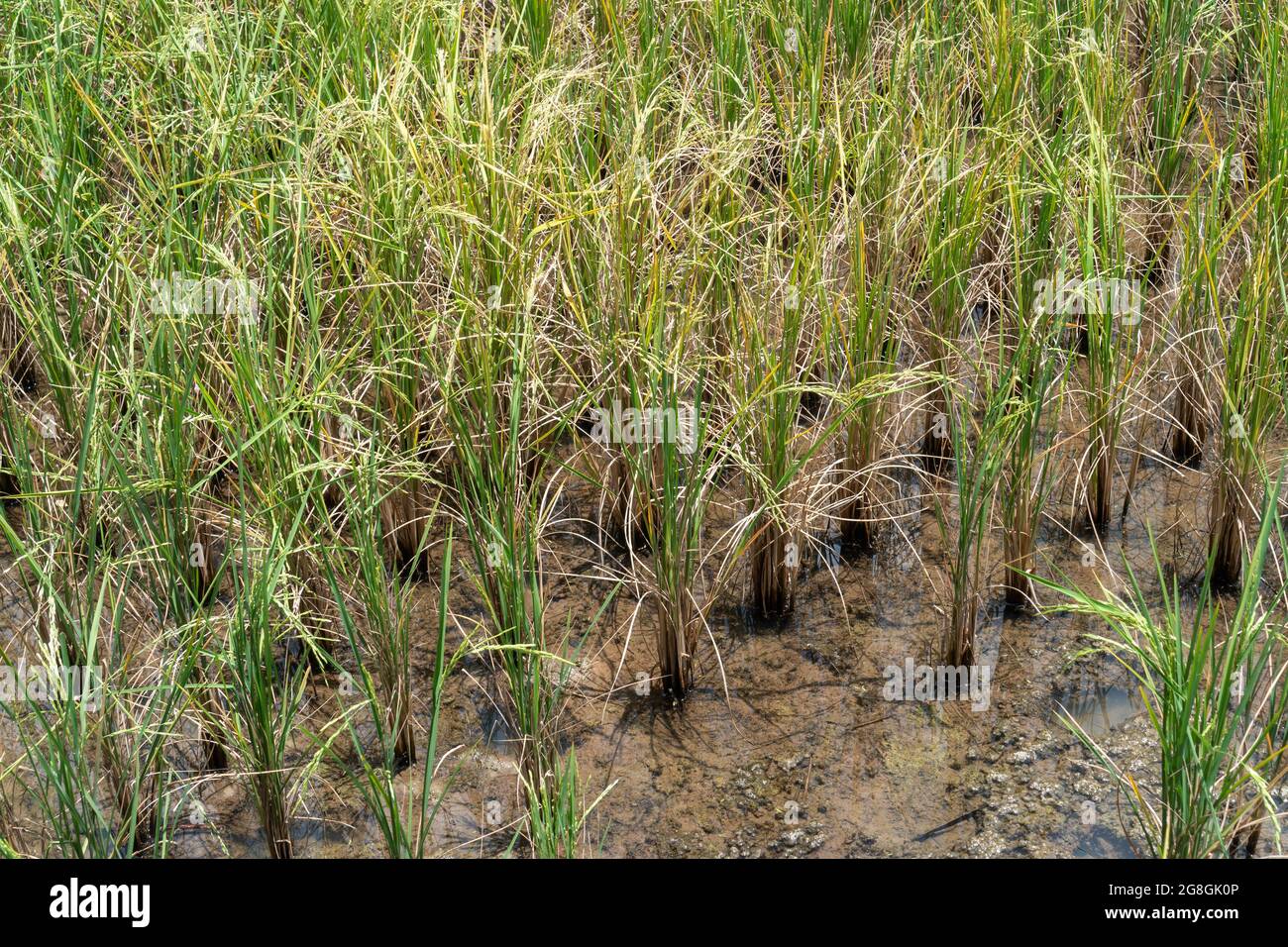 rice farm green paddy field nature background texture Stock Photo - Alamy