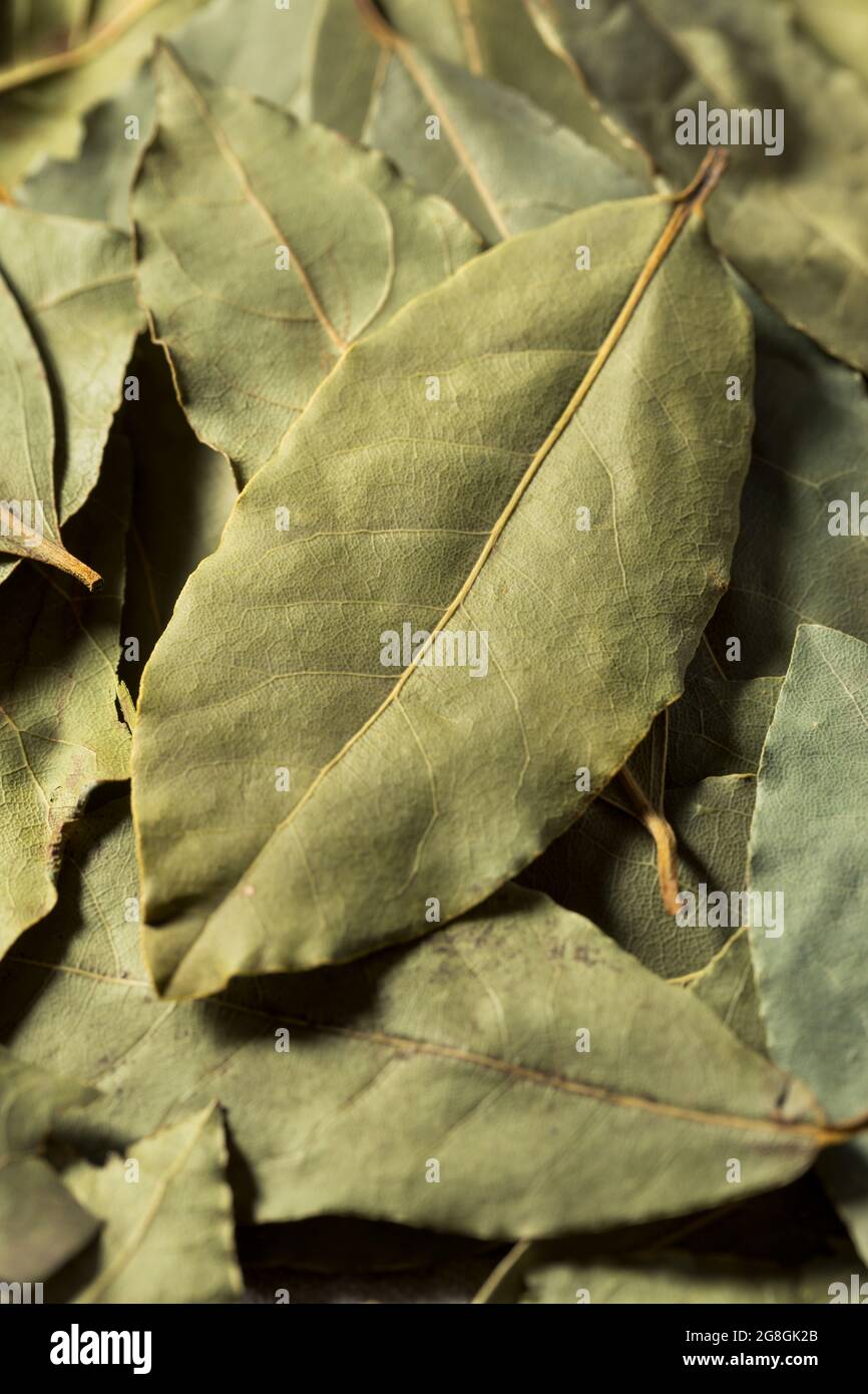 Healthy Organic Raw Bay Leaves in a Bunch Stock Photo - Alamy