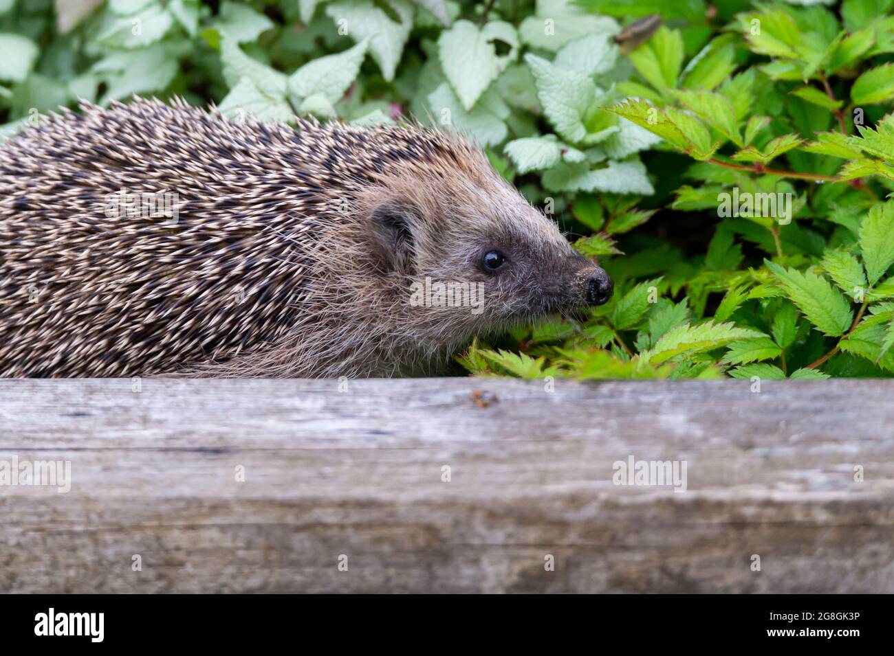 Cute hedgehog garden hi-res stock photography and images - Alamy