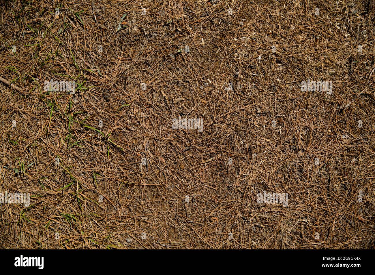 Pine Tree Leaves, Dry Wood Leaf, Texture Stock Photo - Alamy