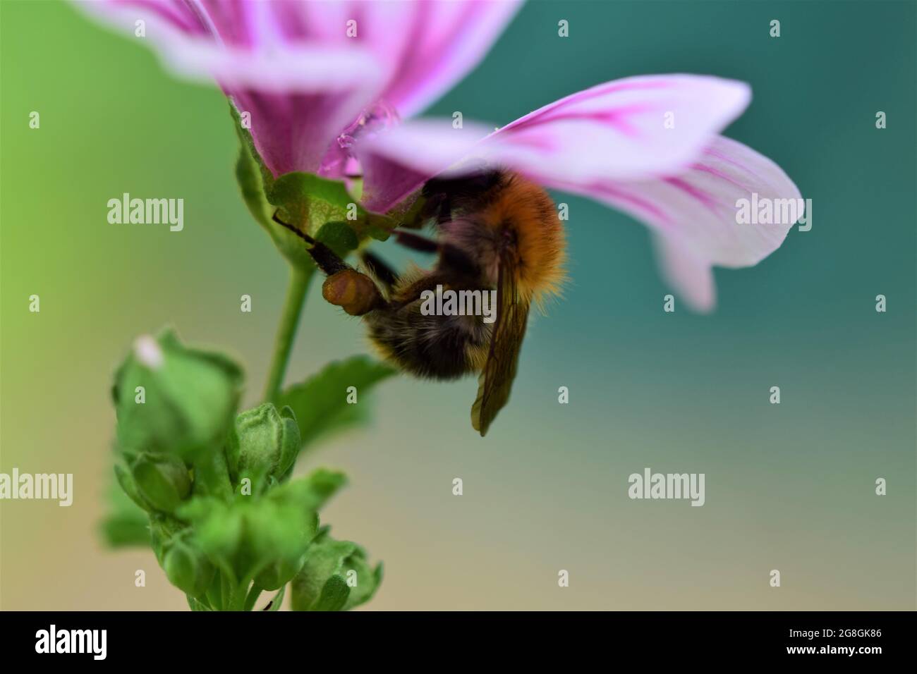 Bumble bee collects pollen in a zebra mallow Stock Photo - Alamy