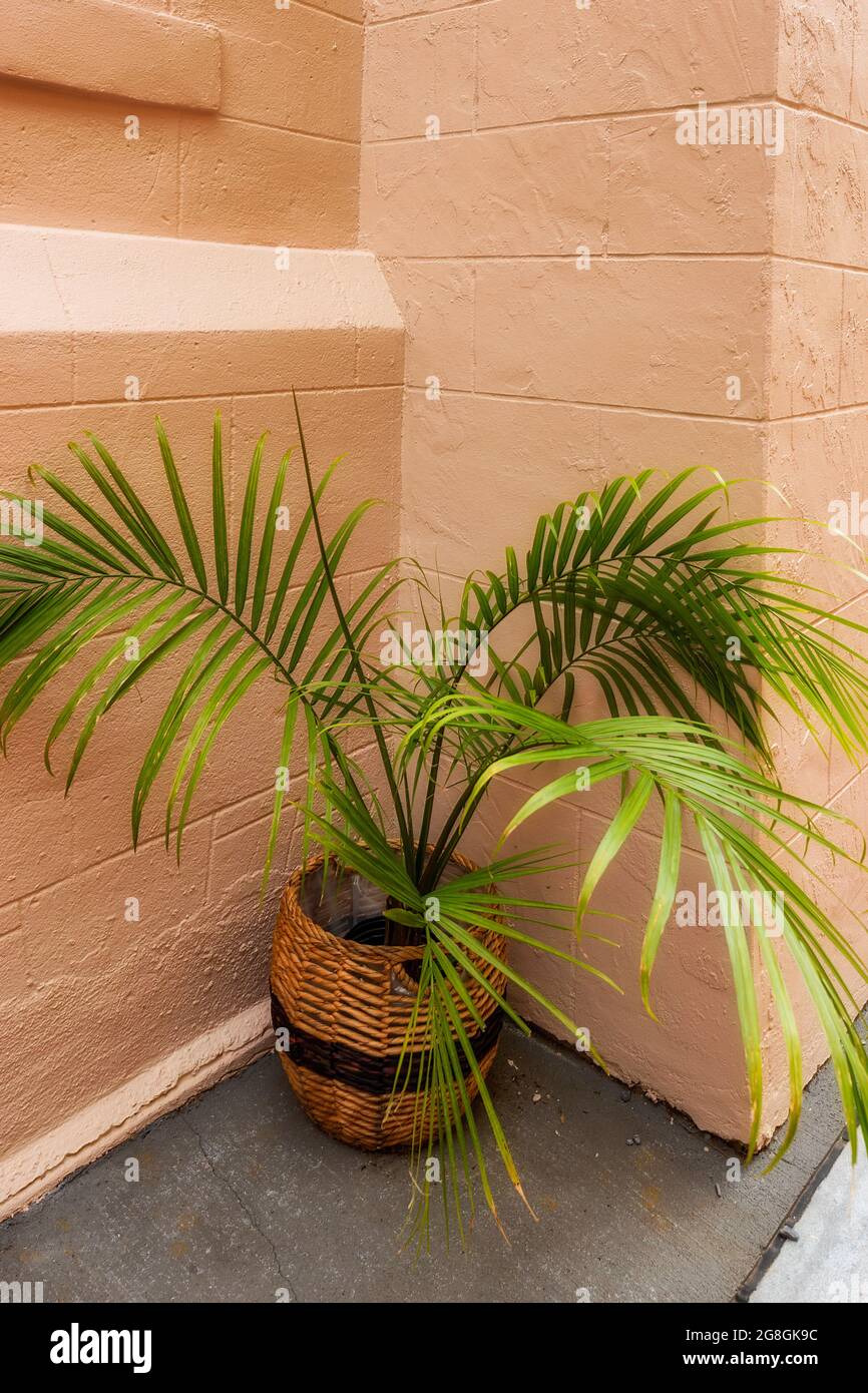 Palm leaf basket hi-res stock photography and images - Alamy