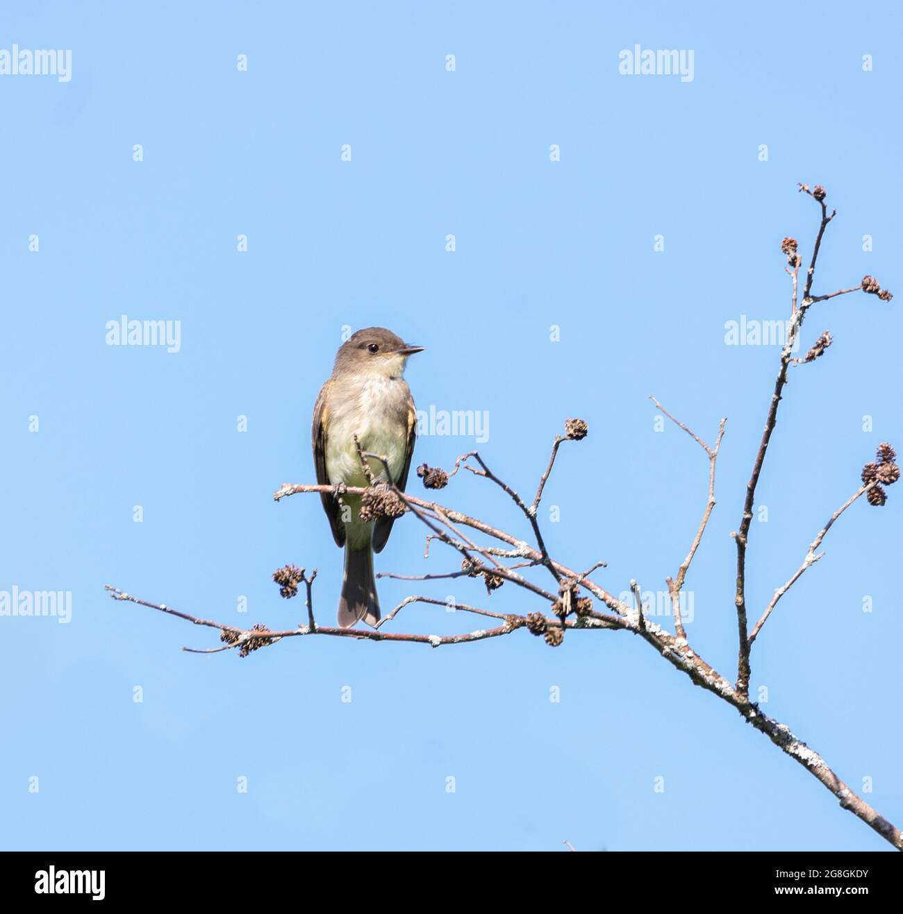 Muskoka wildlife hi-res stock photography and images - Alamy