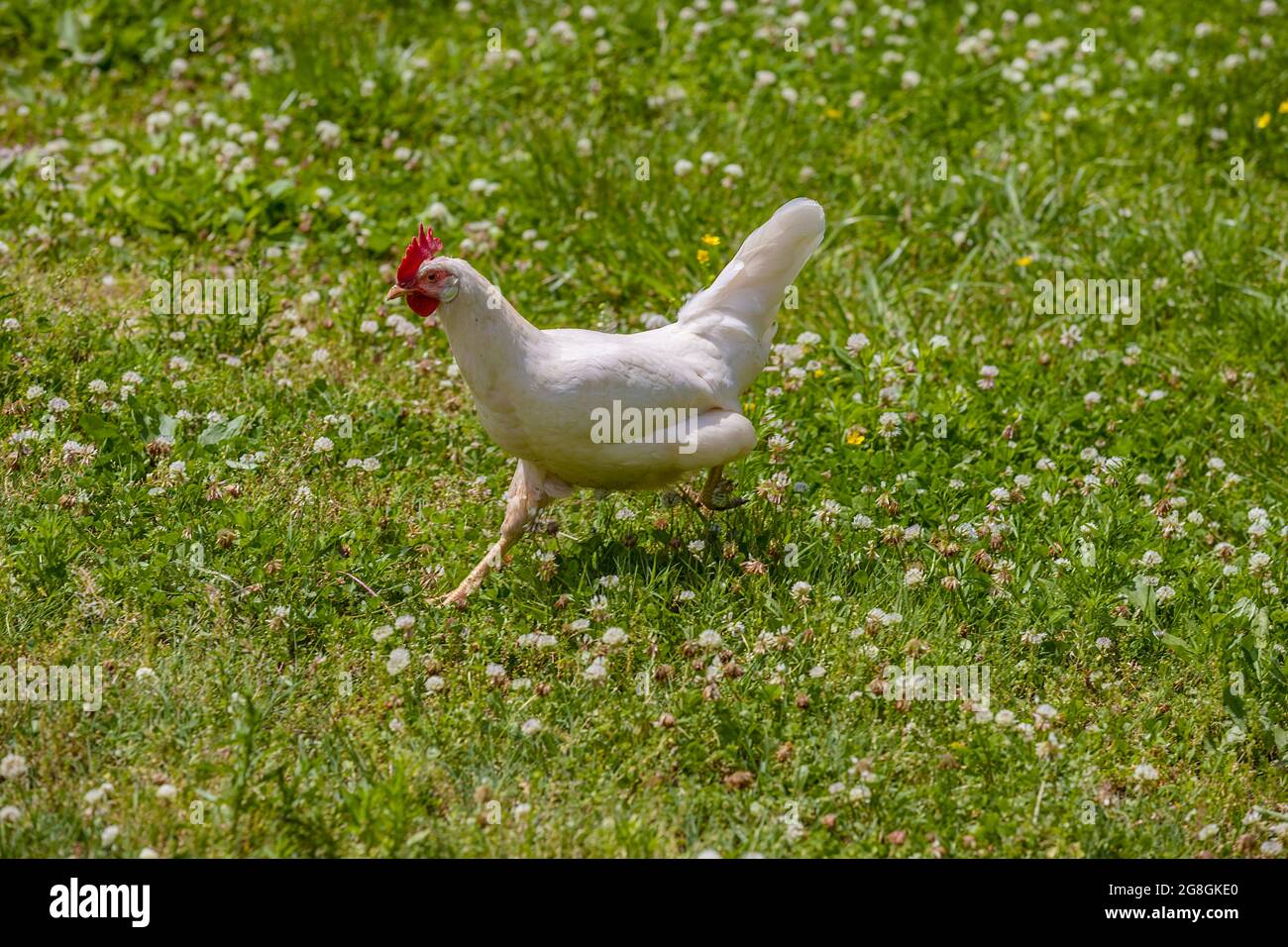 White hen hi-res stock photography and images - Alamy