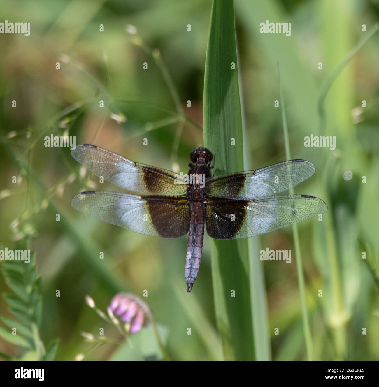 A male Widow Skimmer Dragonfly ( Libellula luctuosa) on a sedge plant ...