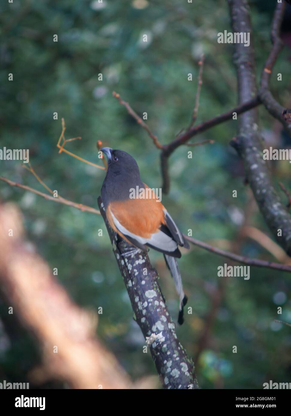 Chaffin hi-res stock photography and images - Alamy