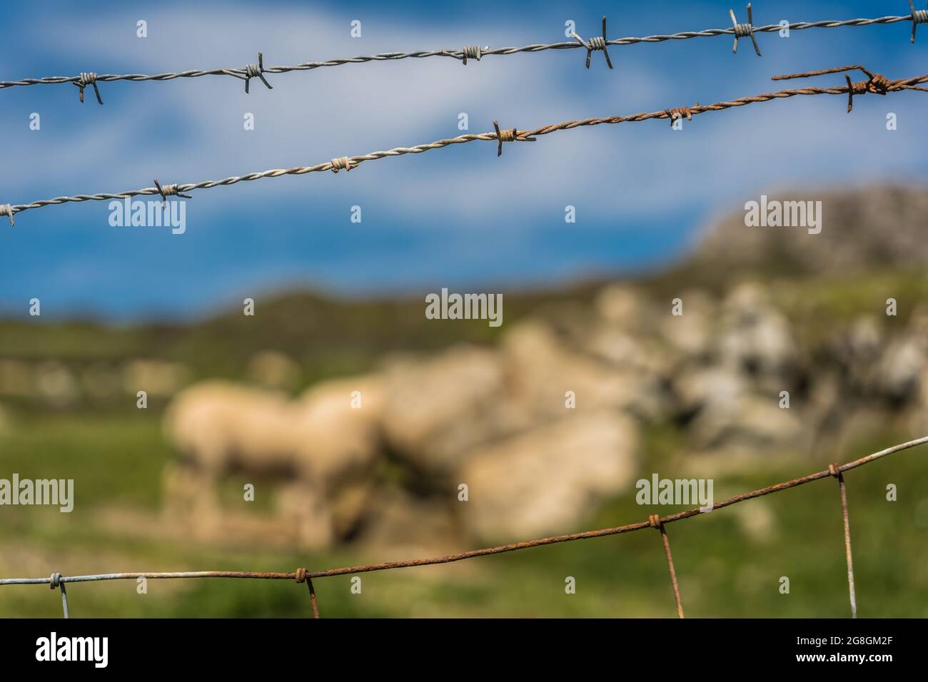 Closeup shot barbed wires hi-res stock photography and images - Alamy