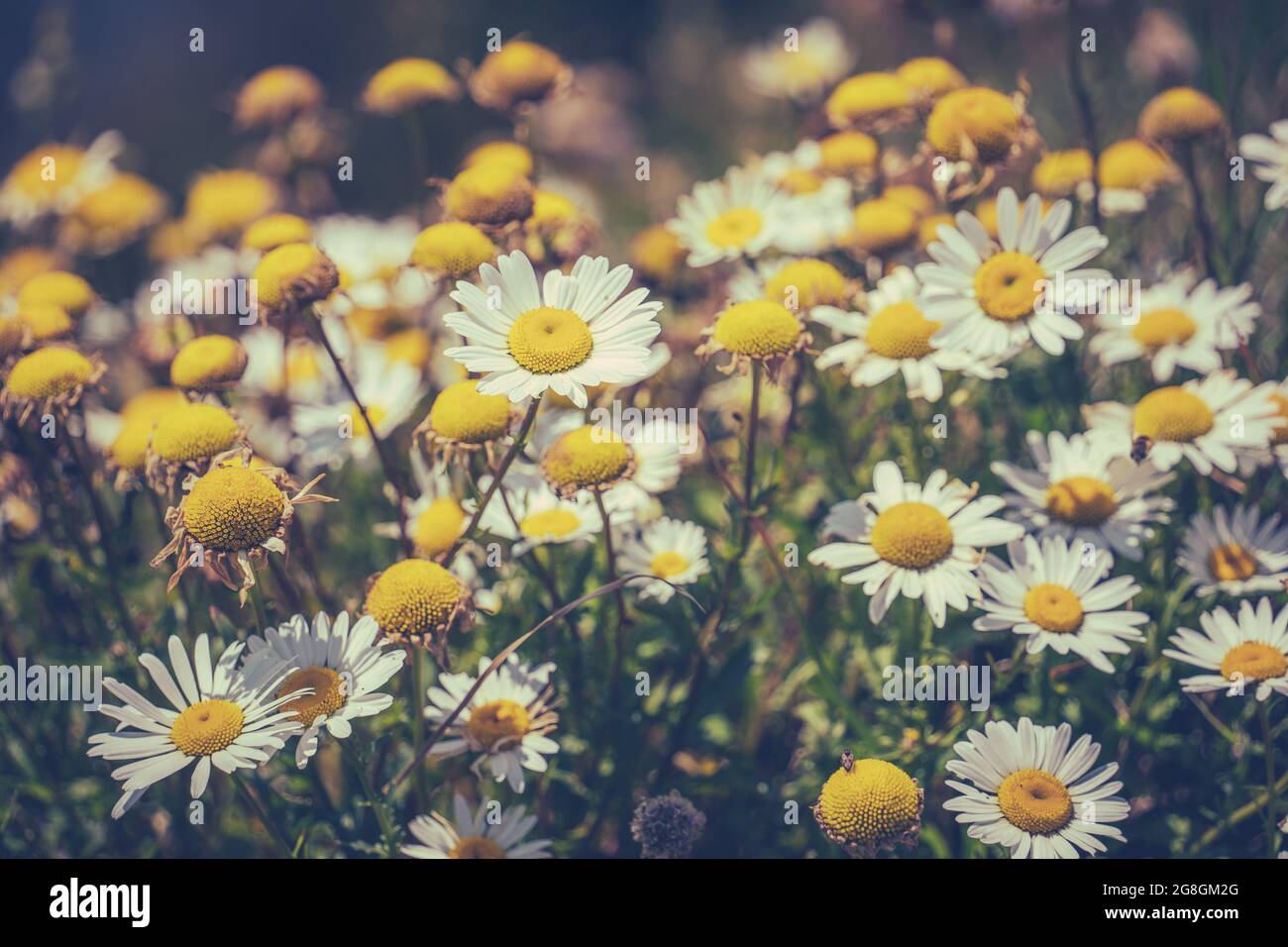 Closeup shot of daisies growing in a field Stock Photo - Alamy