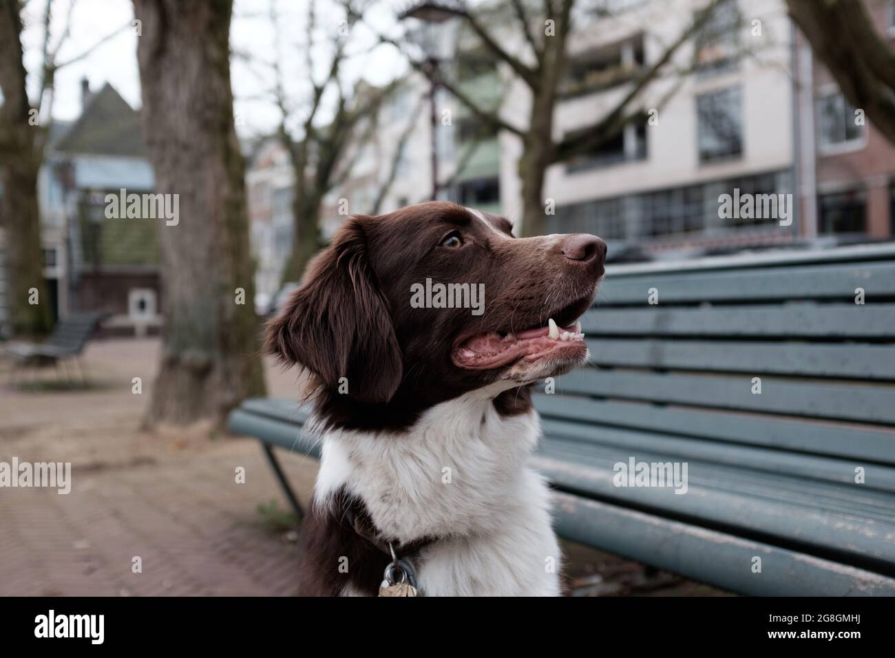 Adorable English Springer Spaniel looking up to the sky Stock Photo - Alamy