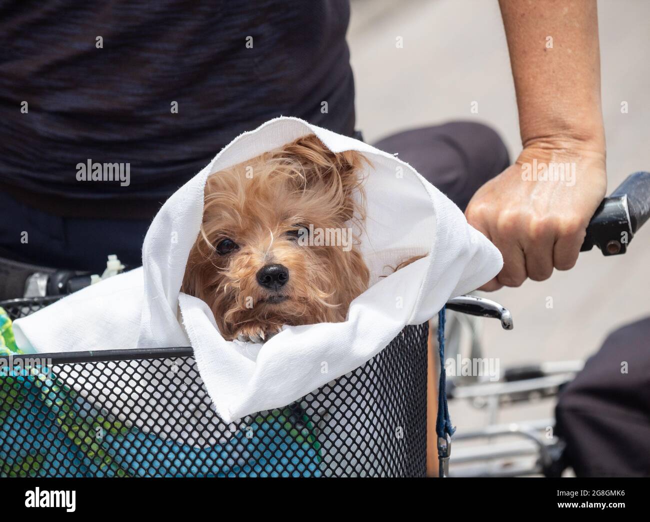Yorkshire terrier in basket on front of bicycle Stock Photo - Alamy