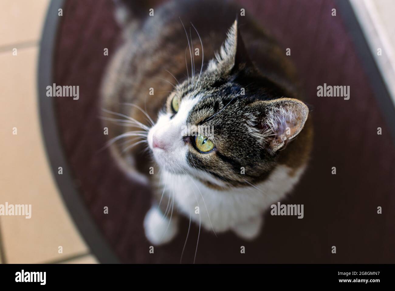 a dark brown and white cat Stock Photo - Alamy