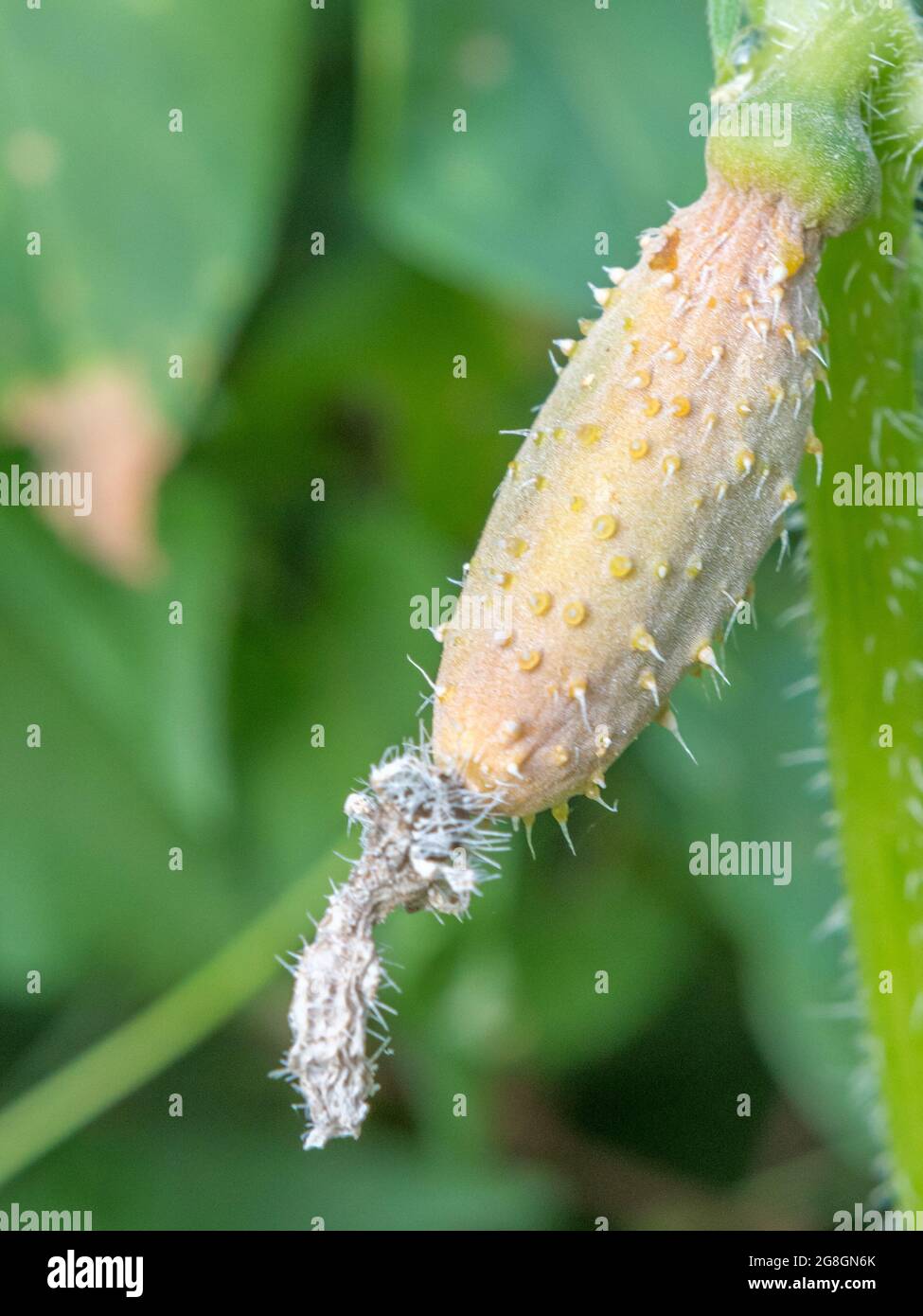 Dried cucumber on a bush. Sick fruit. Small yellow cucumber Stock Photo ...