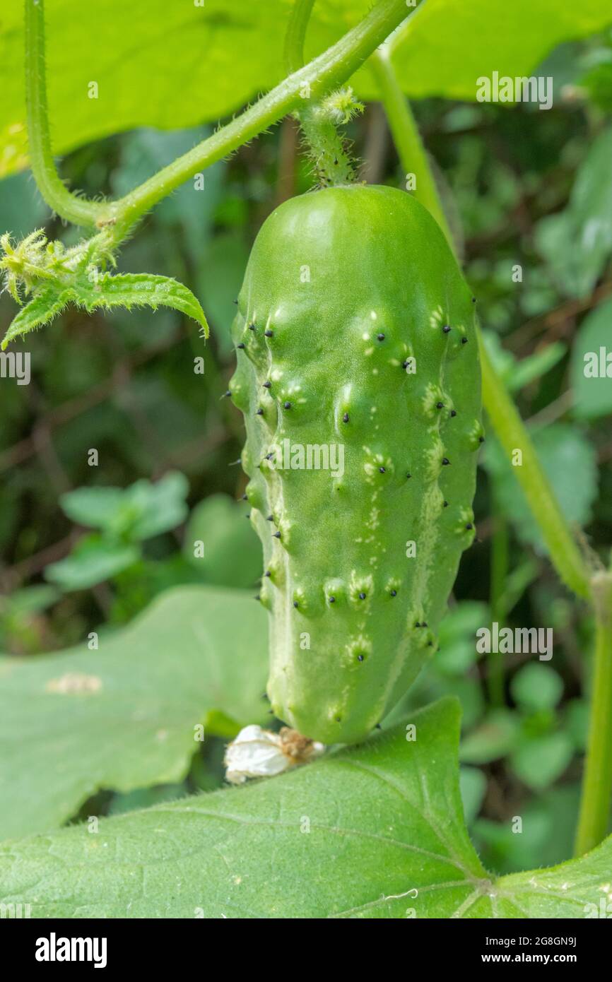 Cucumber bush hi-res stock photography and images - Alamy
