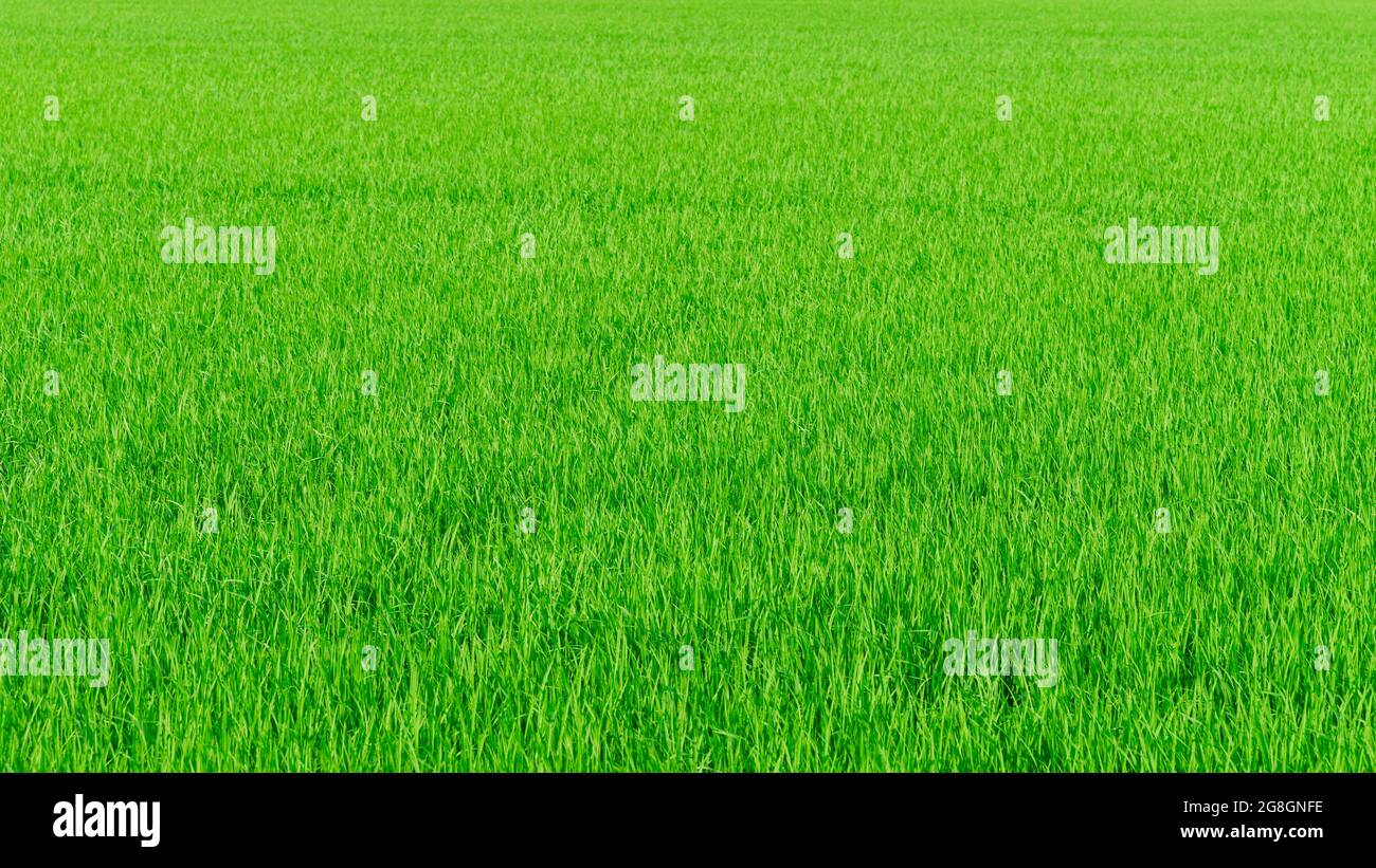 rice farm green paddy field nature background texture Stock Photo - Alamy