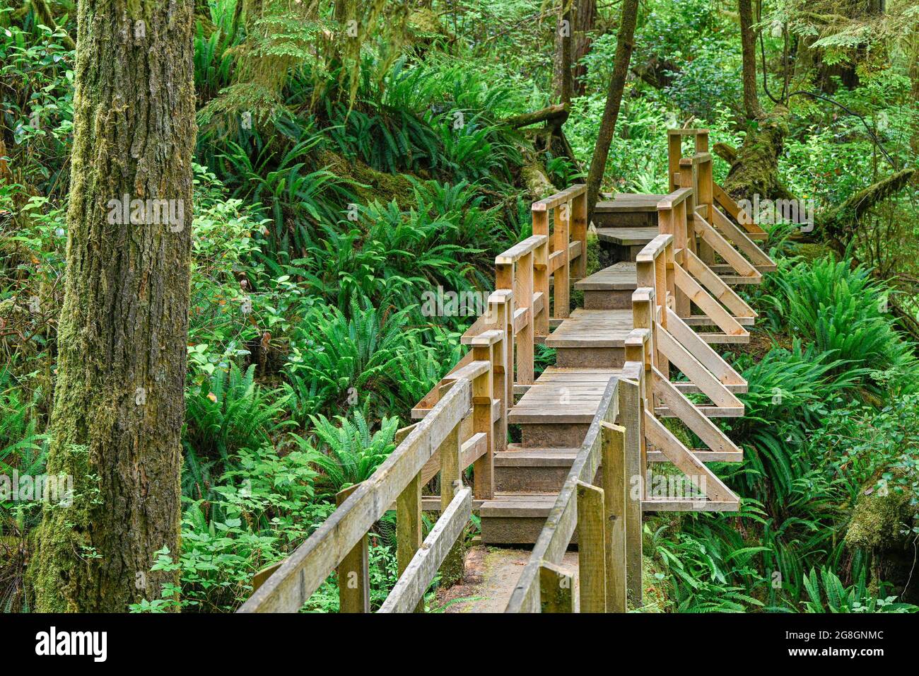 Rainforest Trail, Pacific Rim National Park Reserve, Vancouver Island ...
