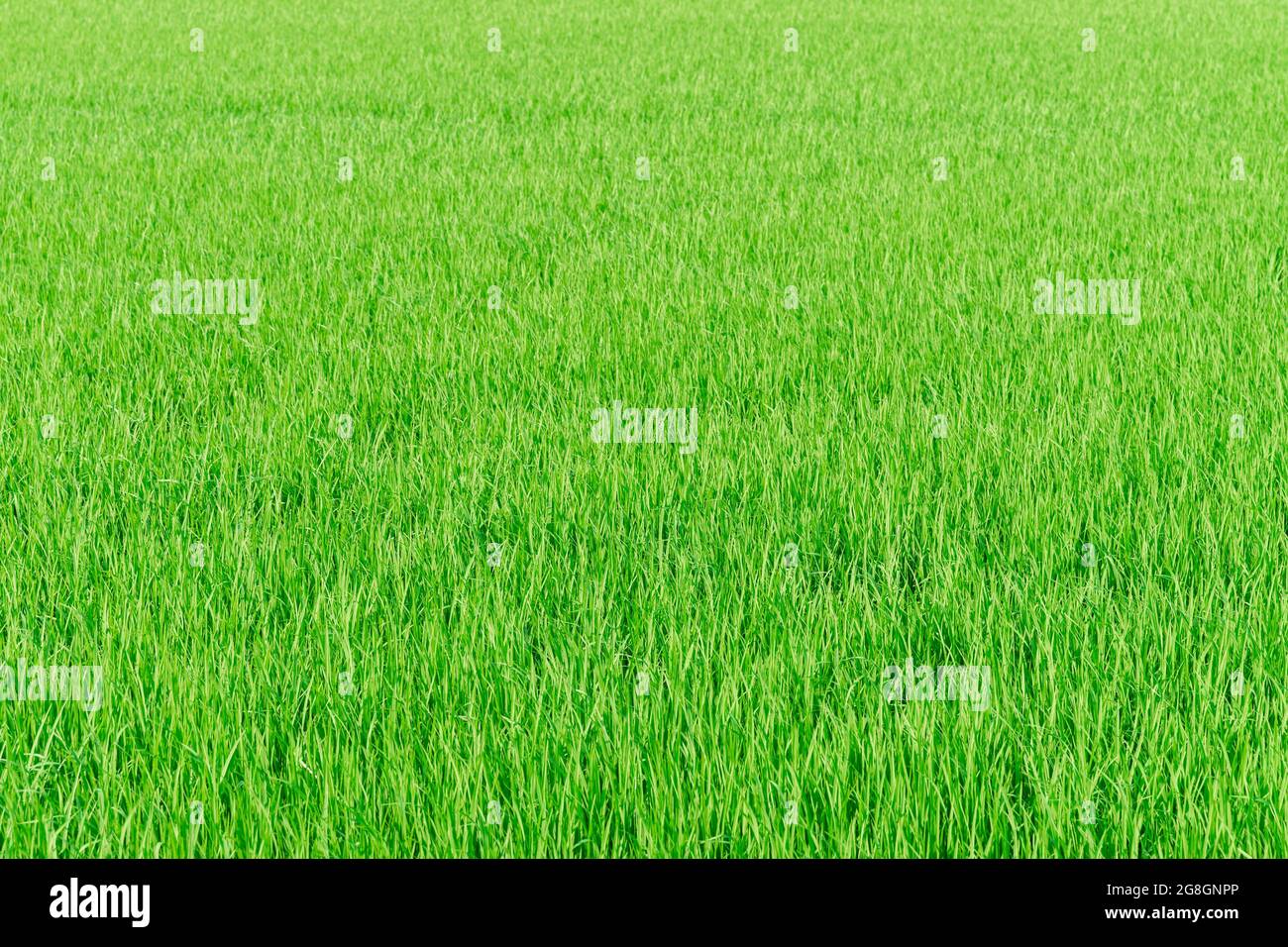 rice farm green paddy field nature background texture Stock Photo - Alamy