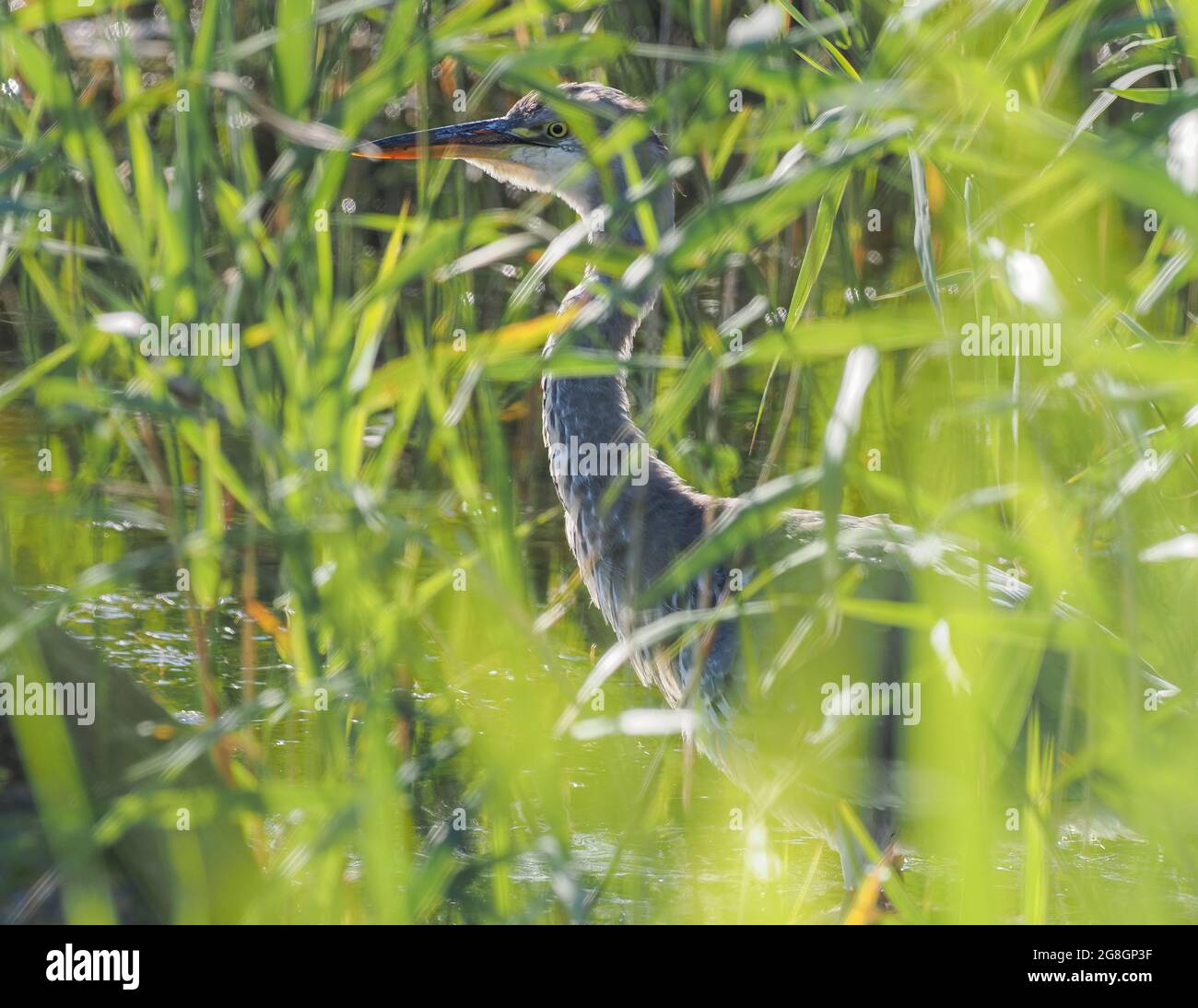 Welsh marshes hi-res stock photography and images - Alamy