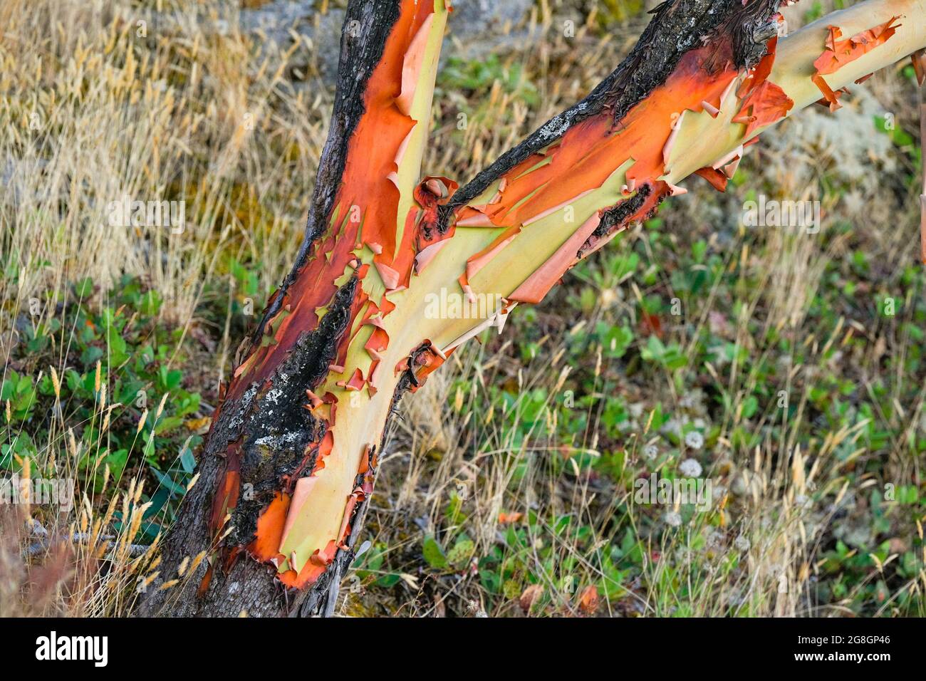 Pacific Madrone Bark