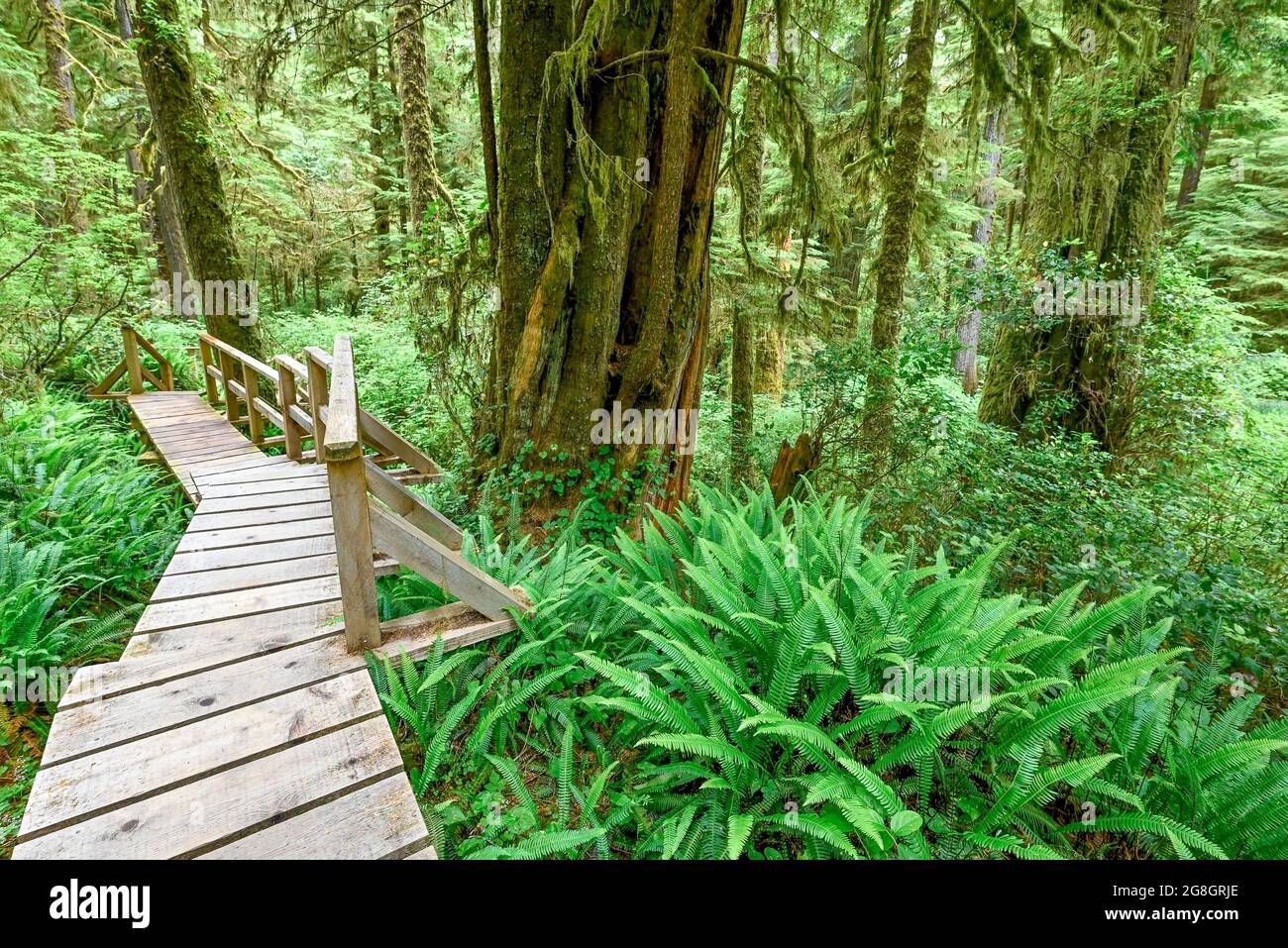 Rainforest Trail, Pacific Rim National Park Reserve, Vancouver Island ...