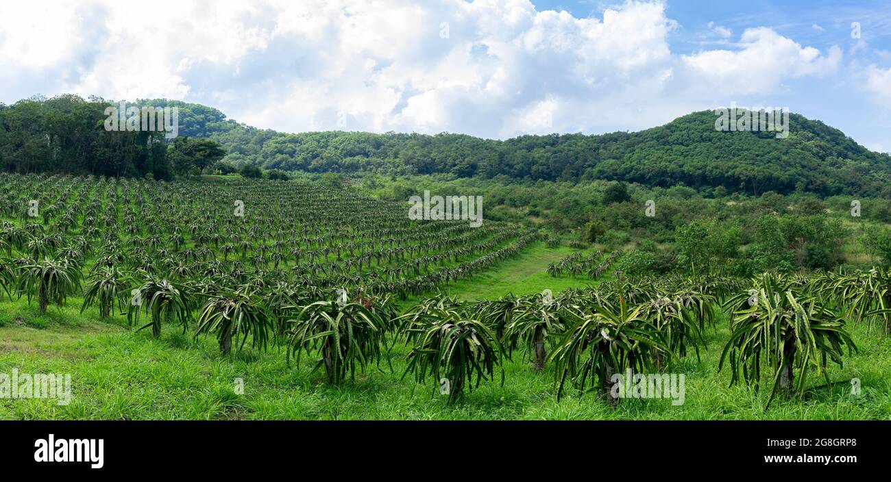 panorama view kenny dragon fruit tree farm at Thailand country ...