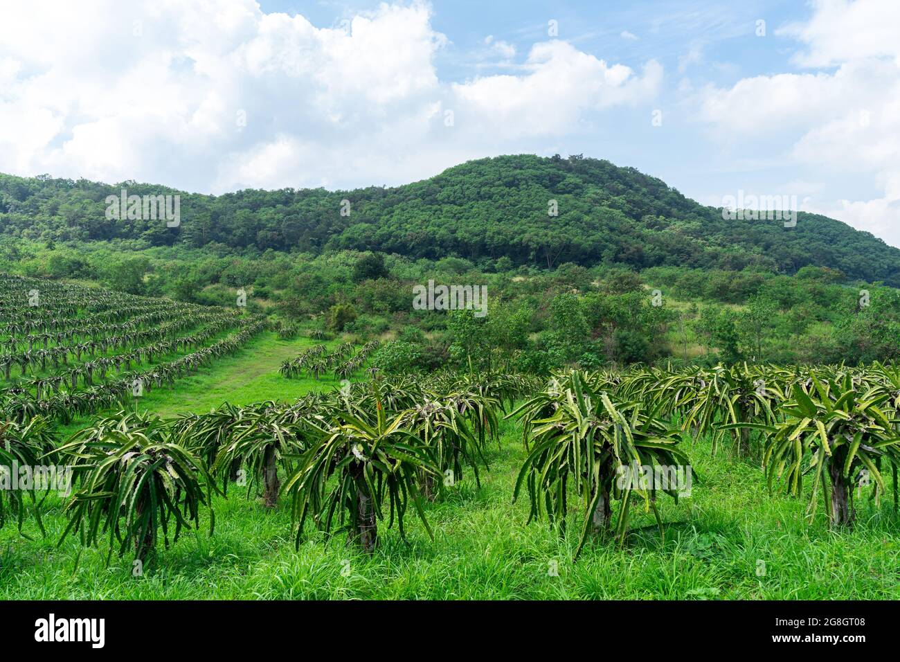 kenny dragon fruit tree farm at Thailand country landscape Stock Photo ...